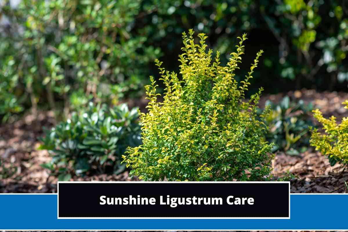 Sunshine Ligustrum Care: Ultimate Guide
