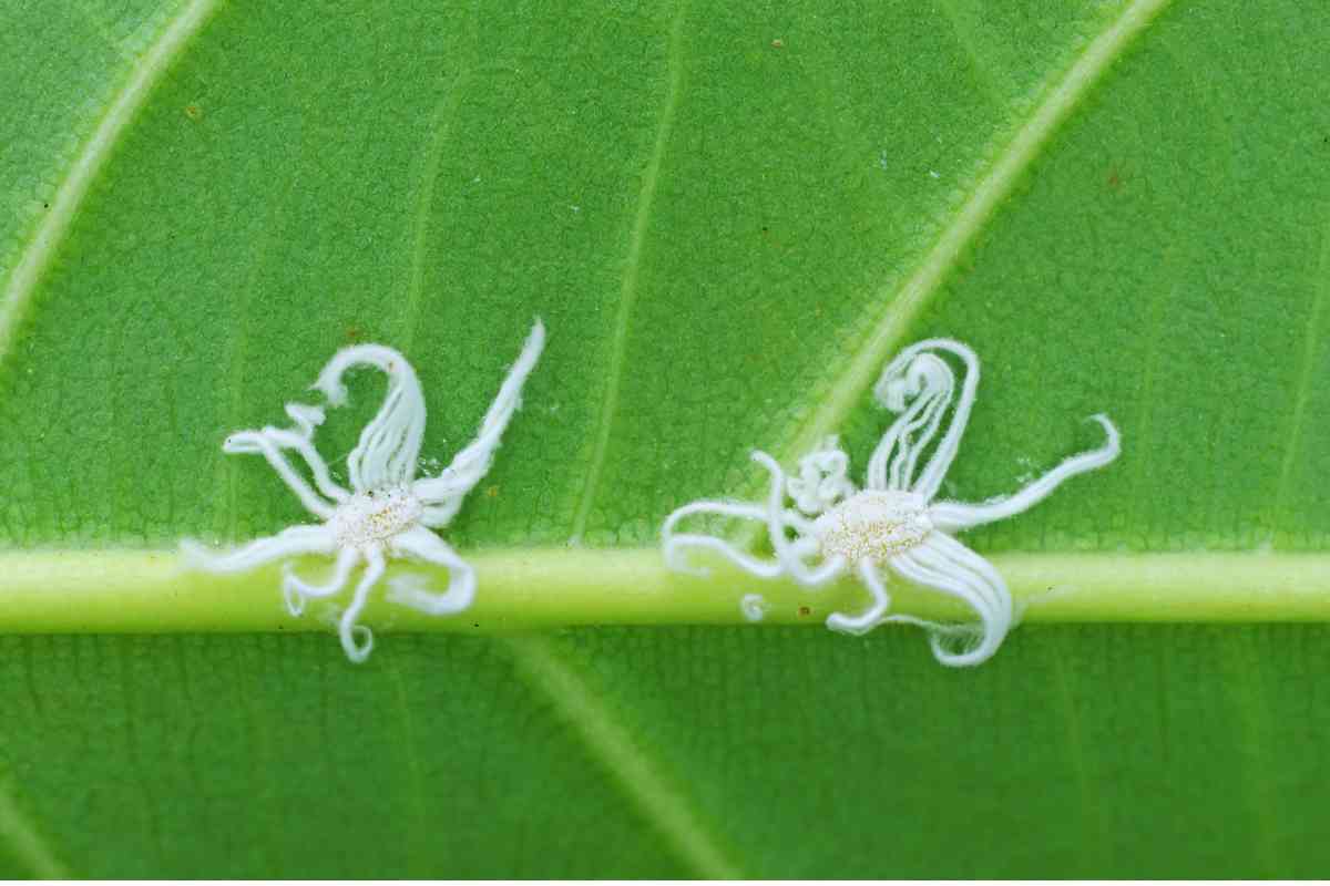 Best Insecticides For Scale Insects