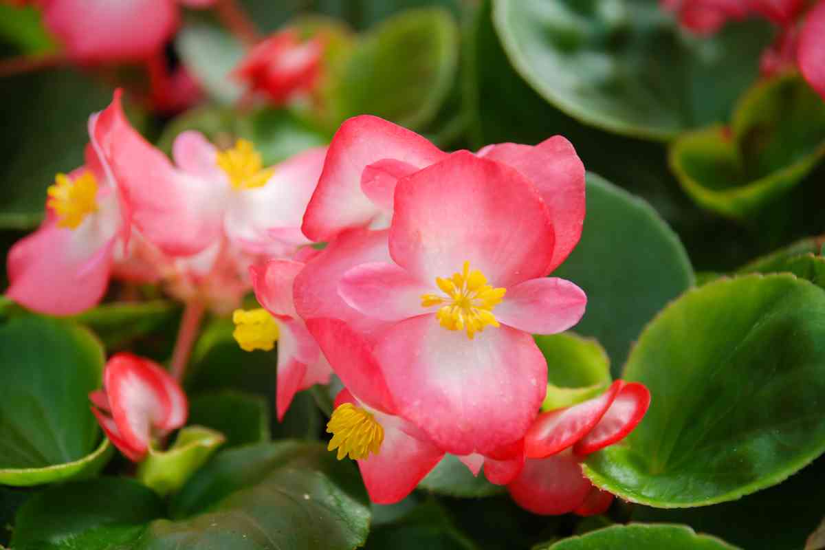 6 Best Container Plants For Partial Sun