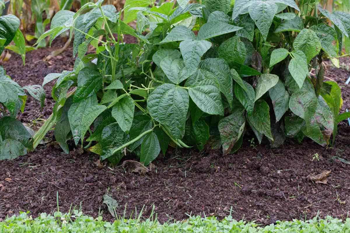 Top 15 Fruits And Vegetables That Grow In The Shade