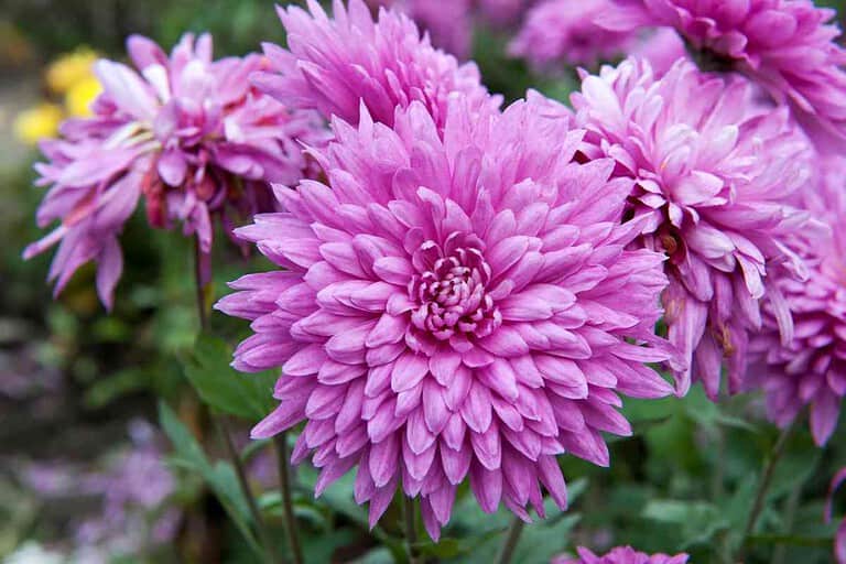 11 Best Karl Foerster Grass Companion Plants