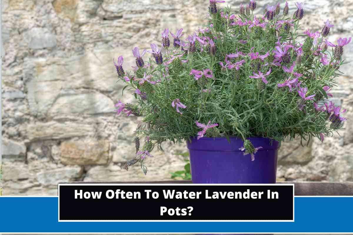 How Often To Water Lavender In Pots?