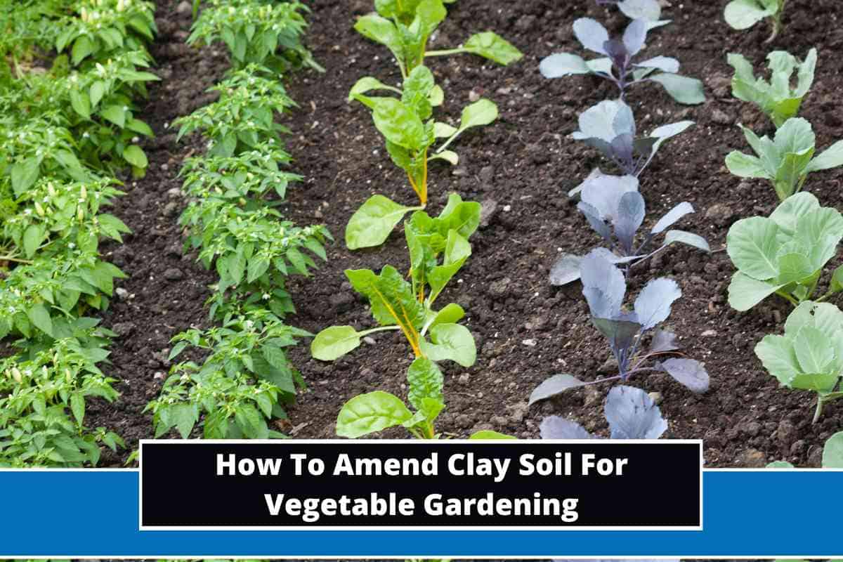 How To Amend Clay Soil For Vegetable Gardening