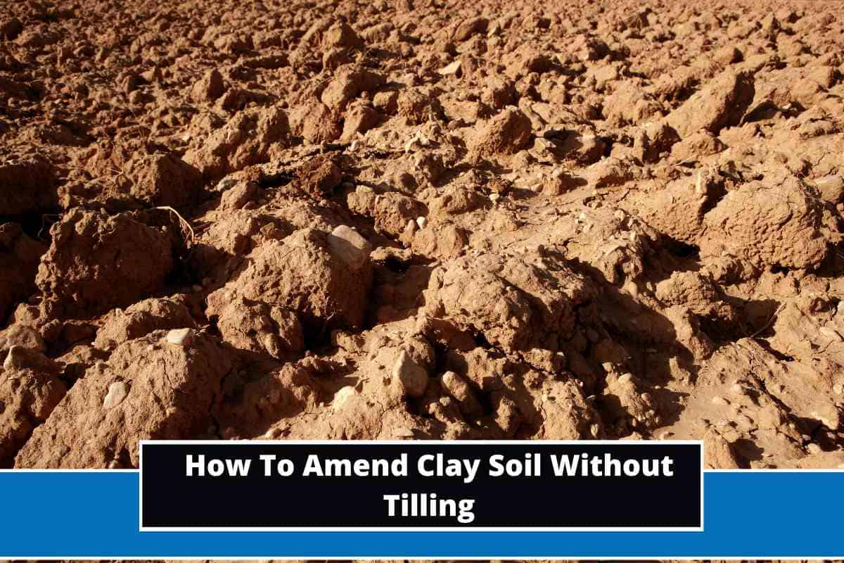 How To Amend Clay Soil Without Tilling
