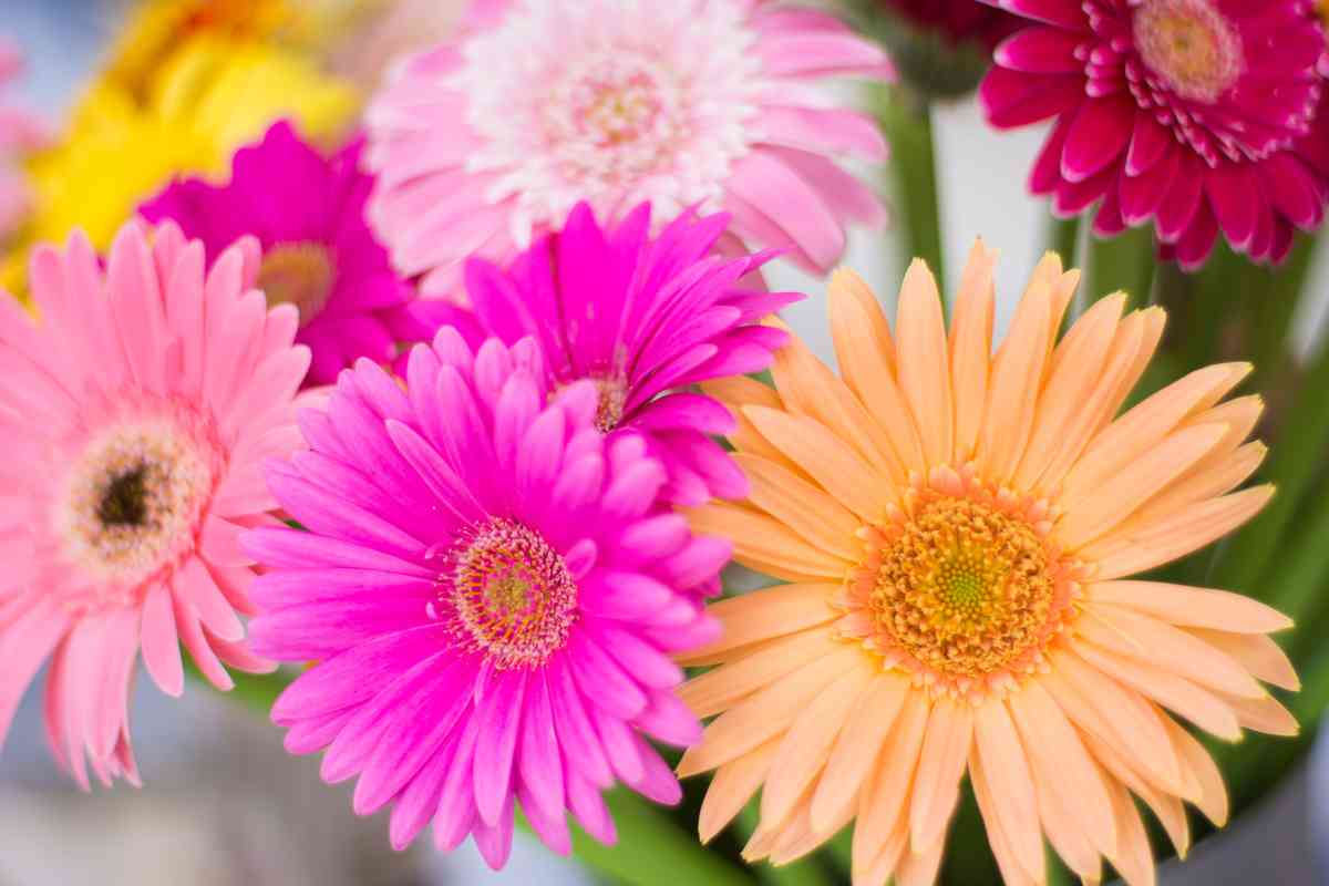 Can A Gerbera Daisy Be Planted Outside?