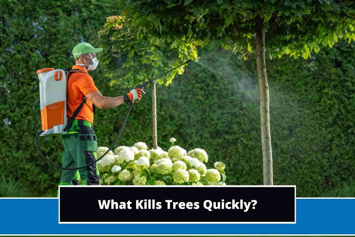 What Kills Trees Quickly?