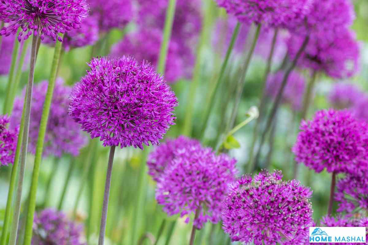 9 Beautiful Purple Perennial Flowers (With Photos)