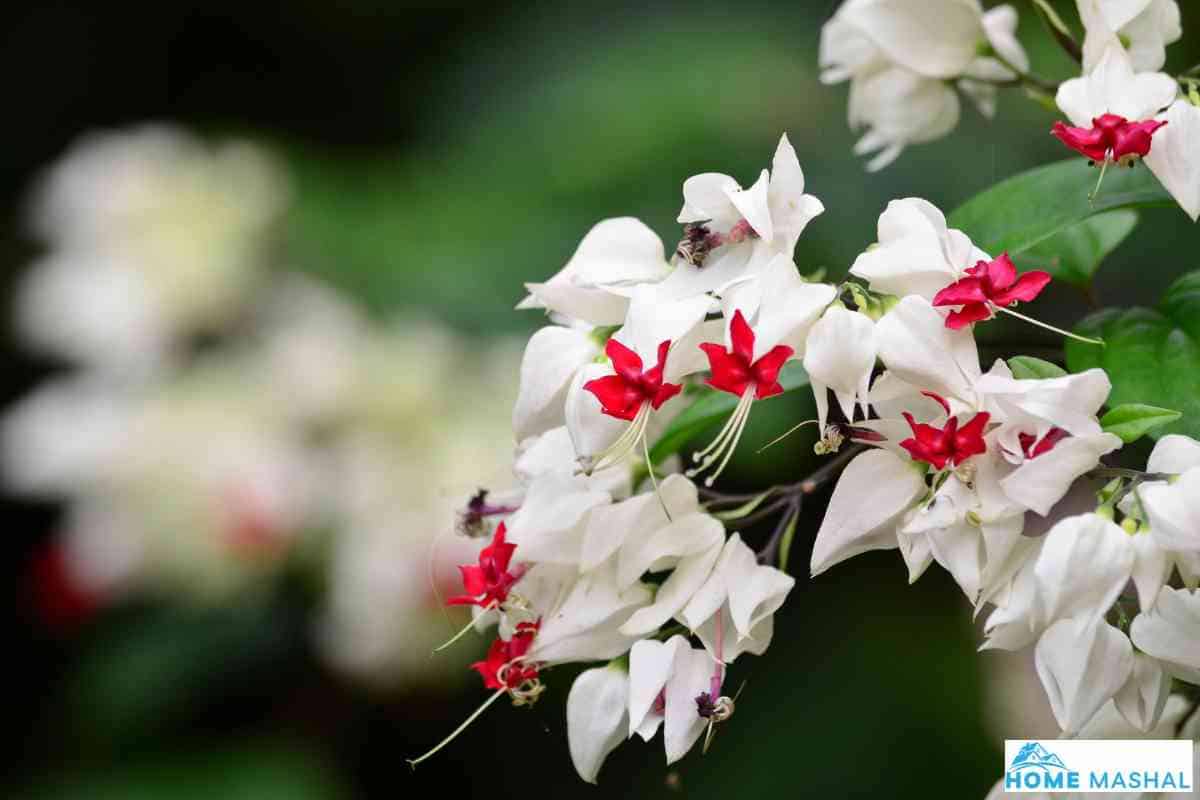 25 Flowering Vines That Bloom All Summer