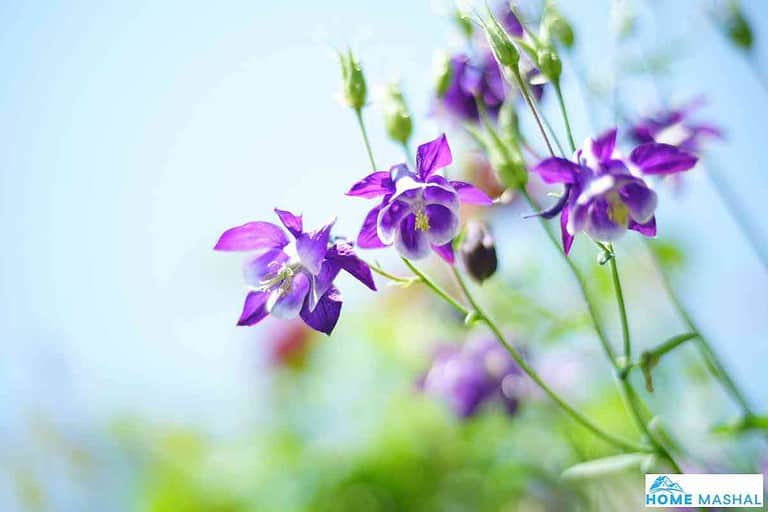 9 Beautiful Purple Perennial Flowers (With Photos)