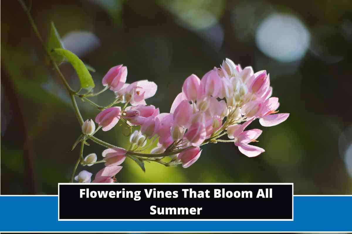 7 Flowering Vines That Bloom All Summer