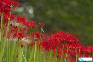 6 Stunning Tropical Plants With Red Flowers