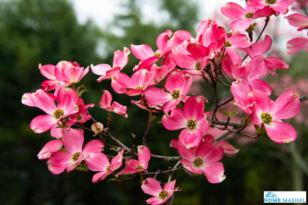 10 Lovely Trees With Large Pink Flowers