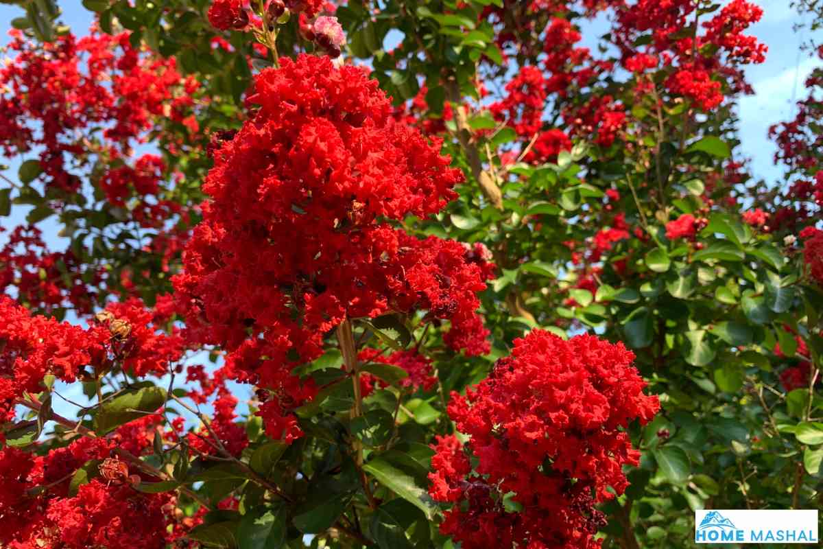6 Stunning Tropical Plants With Red Flowers
