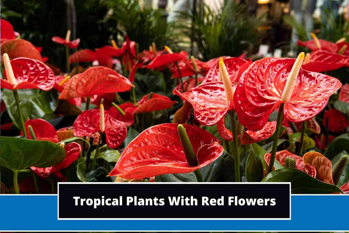 6 Stunning Tropical Plants With Red Flowers