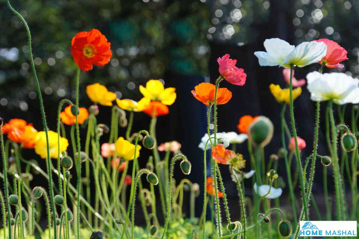 What To Plant In Shallow Bird Bath? (6 Suggestions)