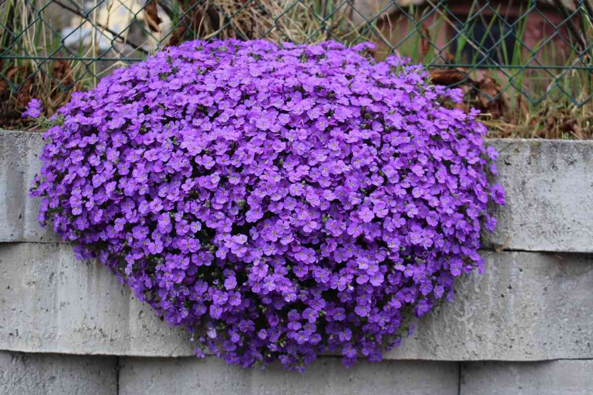 10 Best Small Perennial Flowers For Border