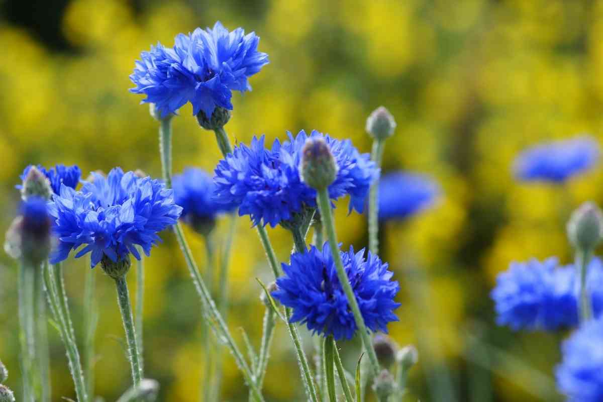Top 6 Blue Perennial Flowers (With Photos)