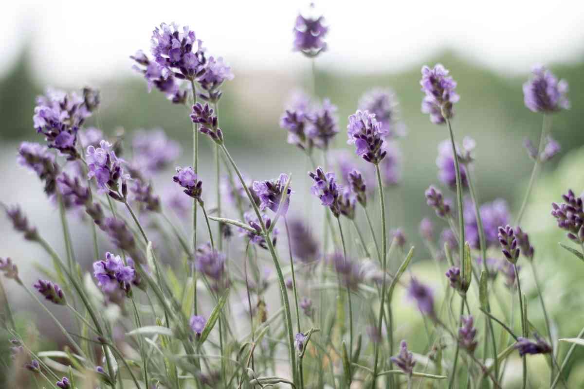 8 Best Deer Resistant Perennial Flowers (With Photos)
