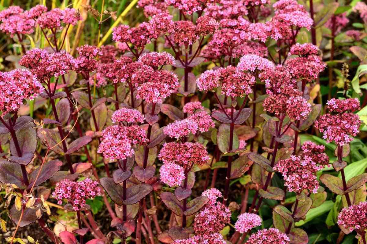 10 Best Small Perennial Flowers For Border