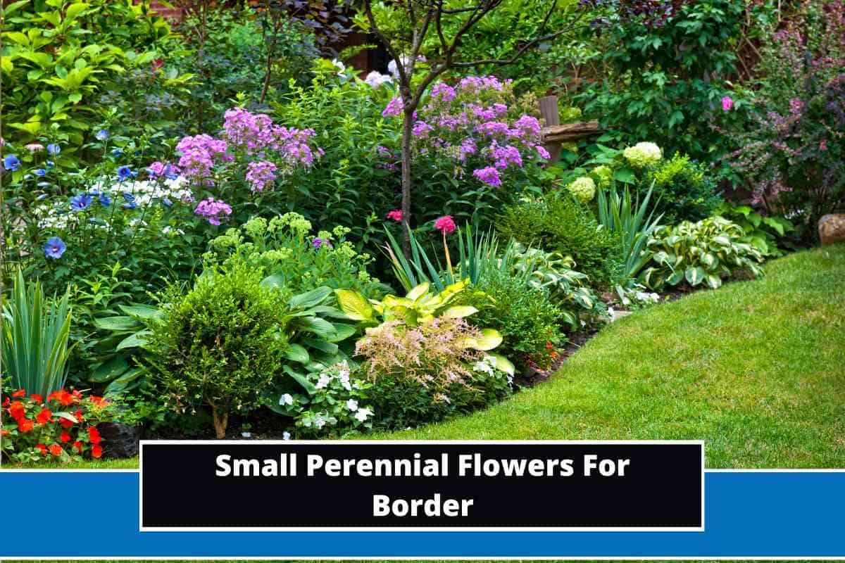 10 Best Small Perennial Flowers For Border