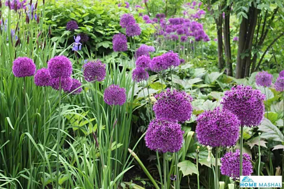 32 Perennial Flowers That Bloom From Spring To Fall