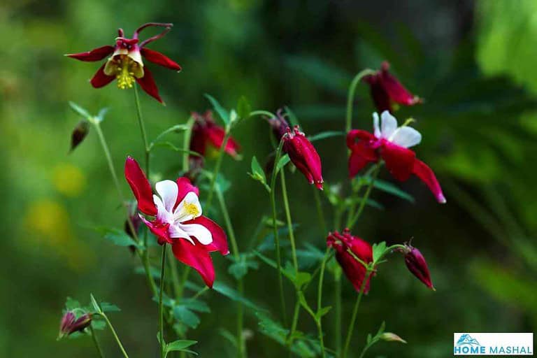 32 Perennial Flowers That Bloom From Spring To Fall