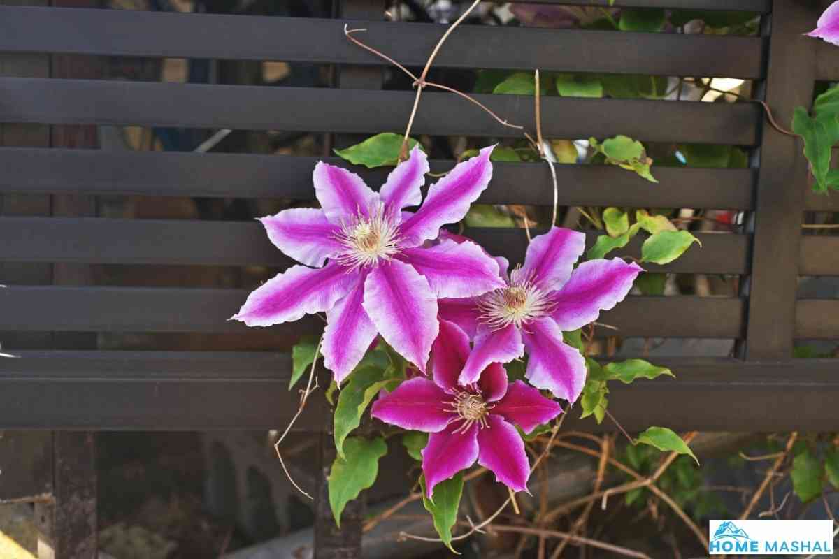 32 Perennial Flowers That Bloom From Spring To Fall