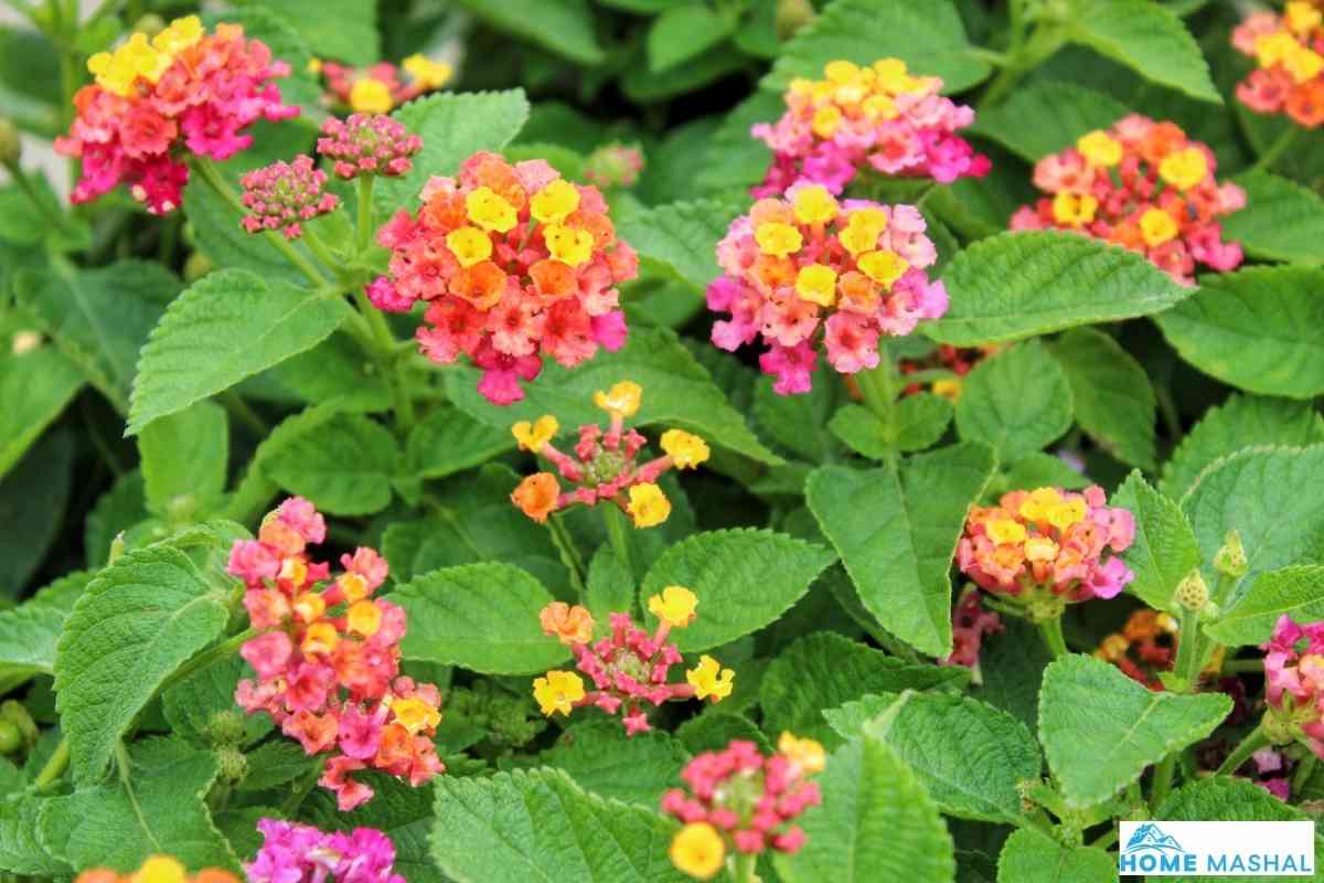 21 Beautiful Plants That Keep Bugs Away