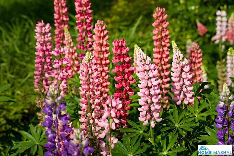 32 Perennial Flowers That Bloom From Spring To Fall