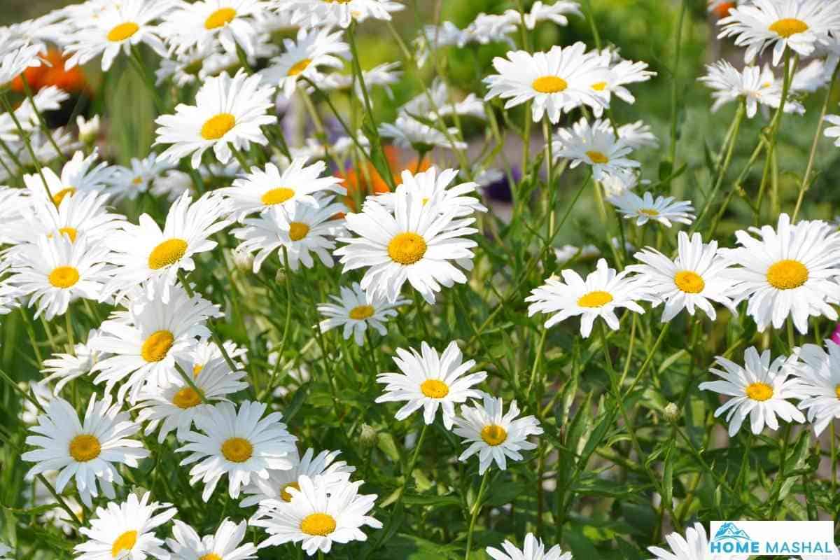 32 Perennial Flowers That Bloom From Spring To Fall