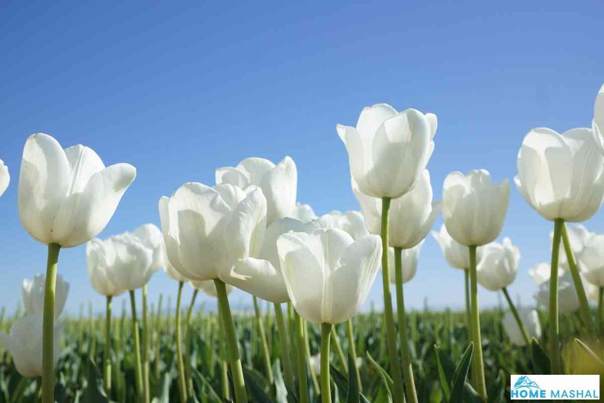 32 Perennial Flowers That Bloom From Spring To Fall