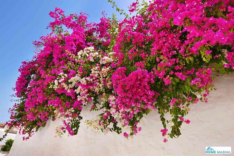 21 Beautiful Traditional Italian Flowers (+ Image)