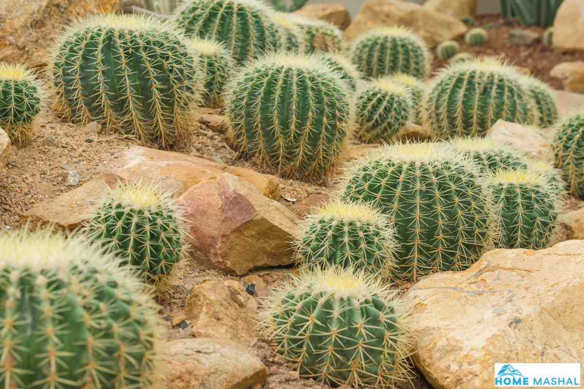 34 Beautiful Fast Growing Shrubs With Thorns