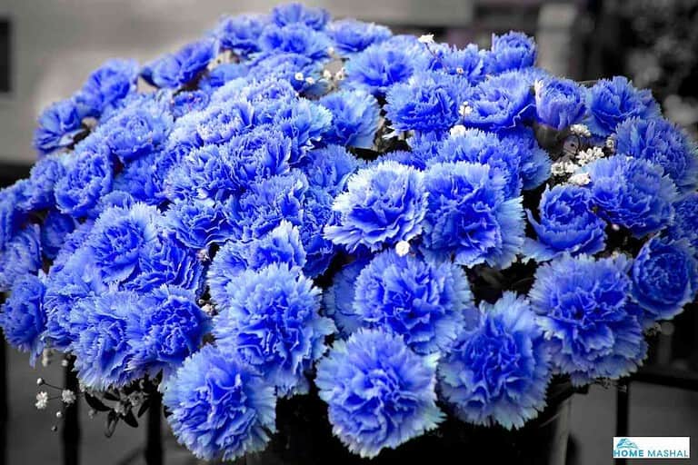 21 Beautiful Traditional Italian Flowers (+ Image)