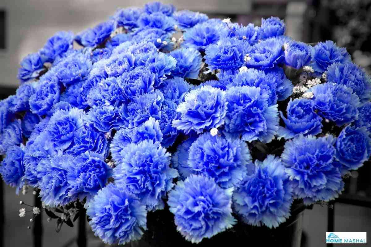 21 Beautiful Traditional Italian Flowers (+ Image)