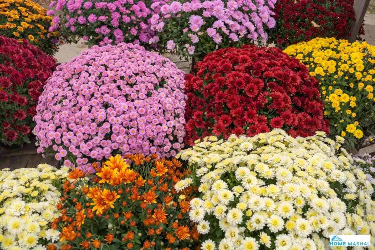 21 Beautiful Traditional Italian Flowers (+ Image)