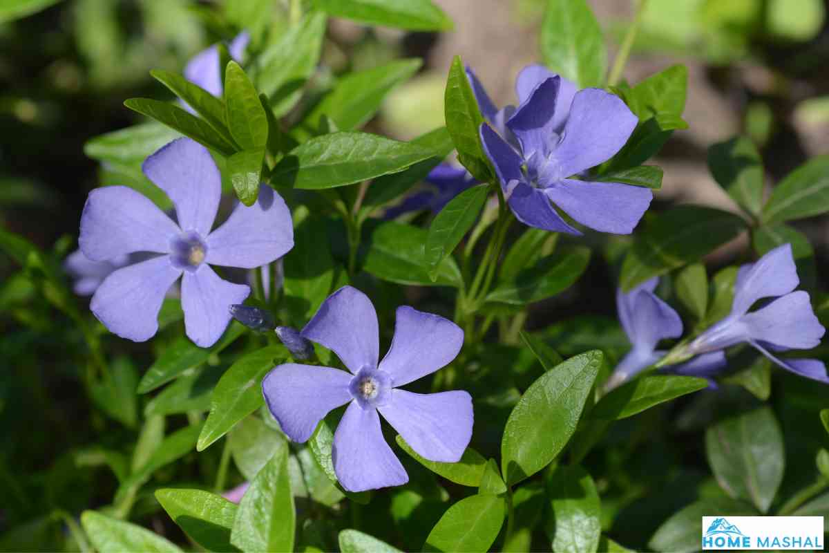 23 Flowering Vines For Shade Gardens And Shady Areas