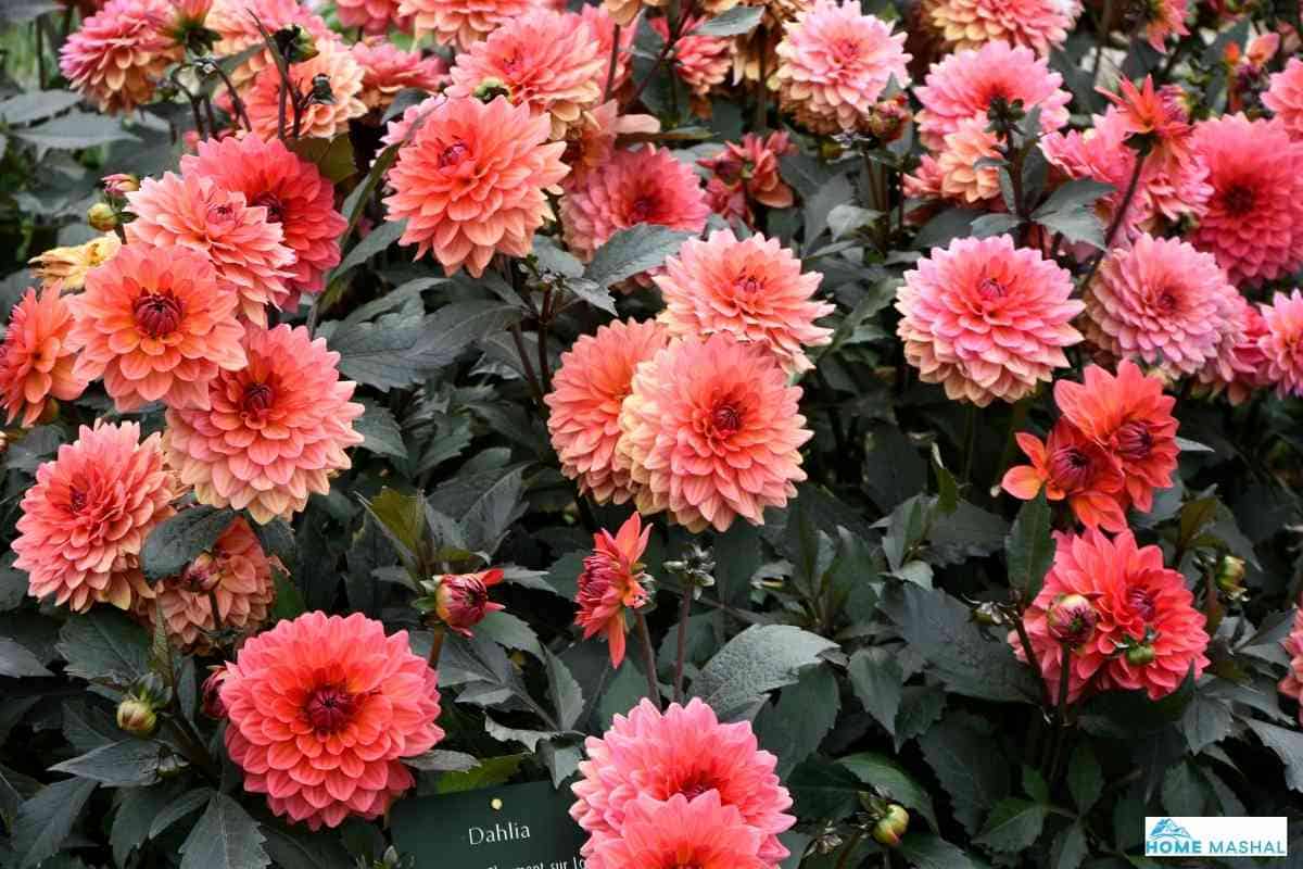 21 Beautiful Traditional Italian Flowers (+ Image)