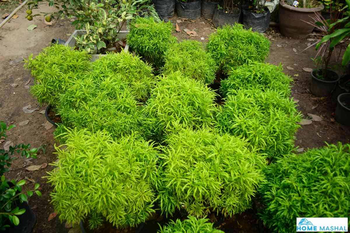 34 Beautiful Fast Growing Shrubs With Thorns