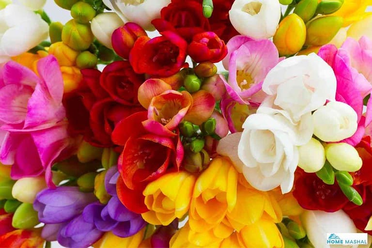 21 Beautiful Traditional Italian Flowers (+ Image)