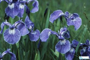 21 Beautiful Traditional Italian Flowers (+ Image)