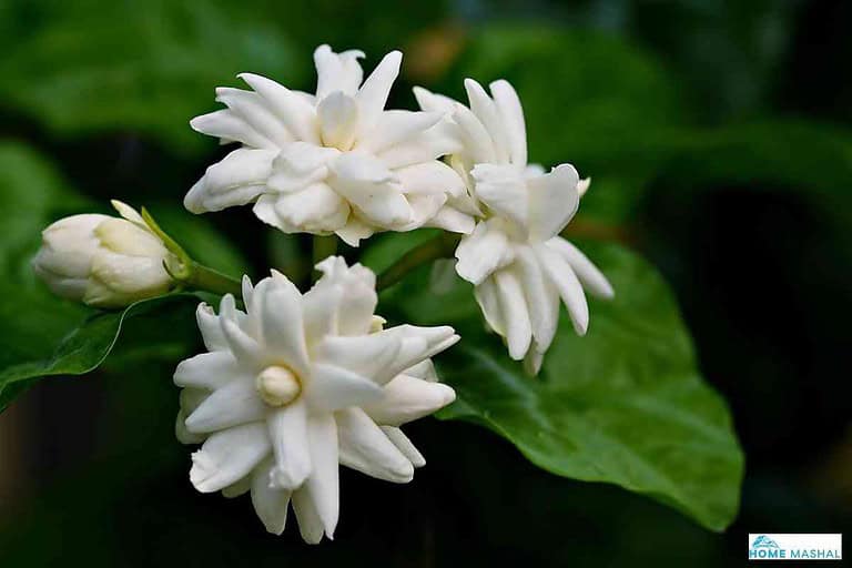 21 Beautiful Traditional Italian Flowers (+ Image)