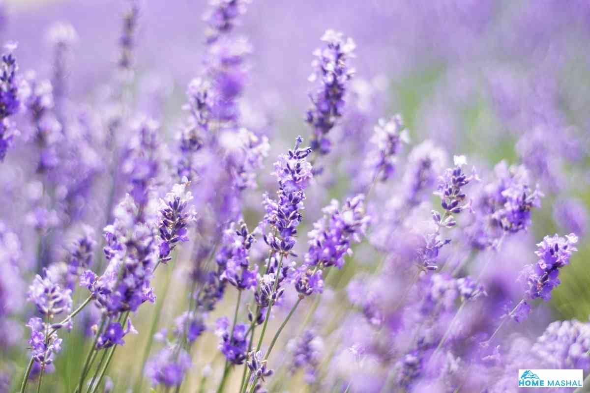 21 Beautiful Traditional Italian Flowers (+ Image)