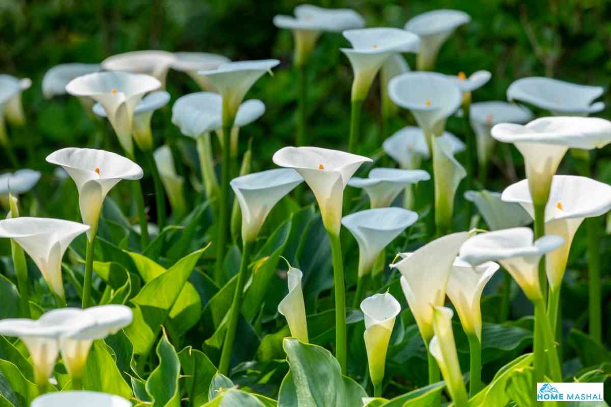 21 Beautiful Traditional Italian Flowers (+ Image)