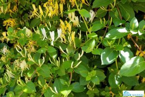 25 Flowering Vines That Bloom All Summer