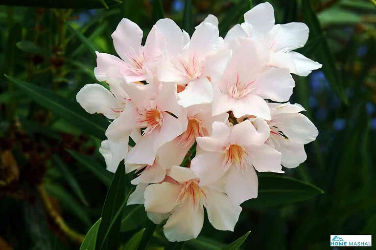 21 Beautiful Traditional Italian Flowers (+ Image)