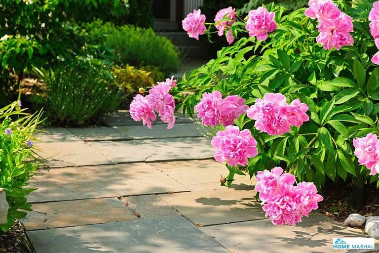 21 Beautiful Traditional Italian Flowers (+ Image)