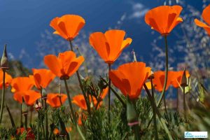 21 Beautiful Traditional Italian Flowers (+ Image)