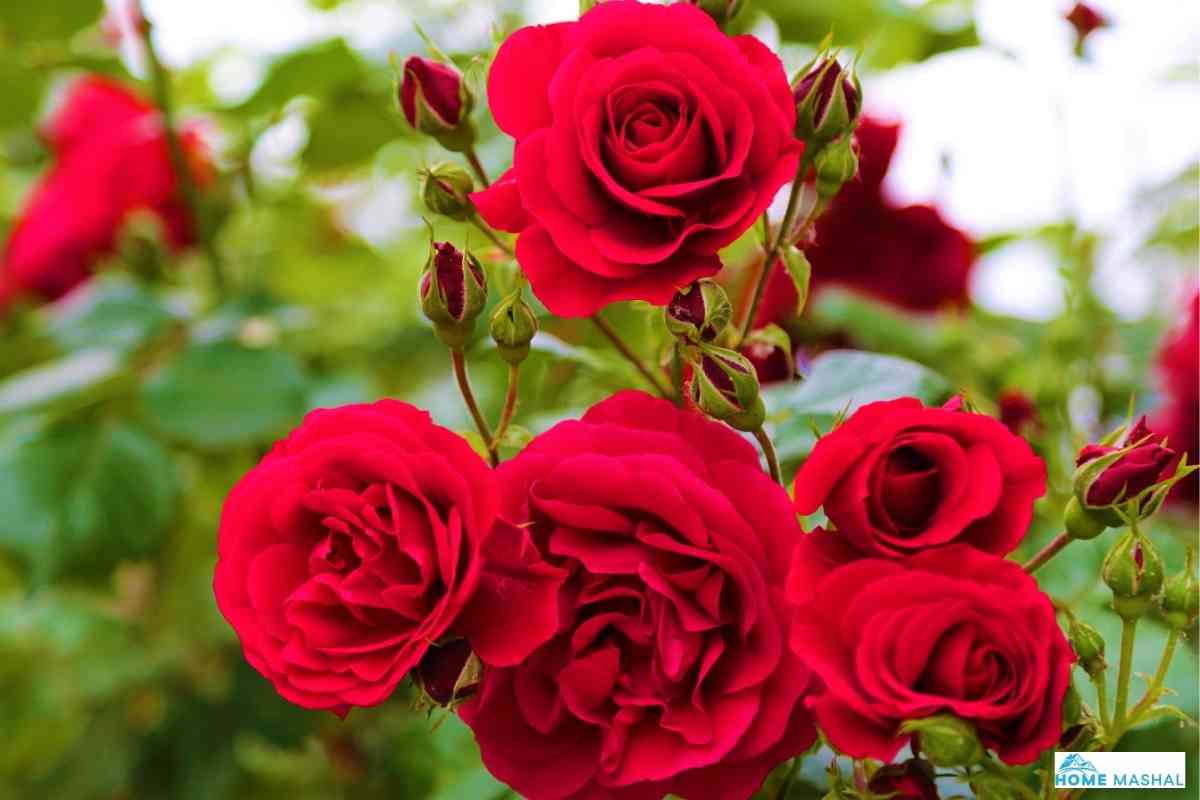 21 Beautiful Traditional Italian Flowers (+ Image)