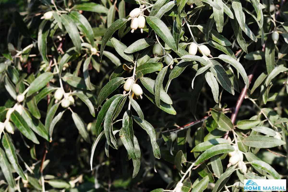 34 Beautiful Fast Growing Shrubs With Thorns
